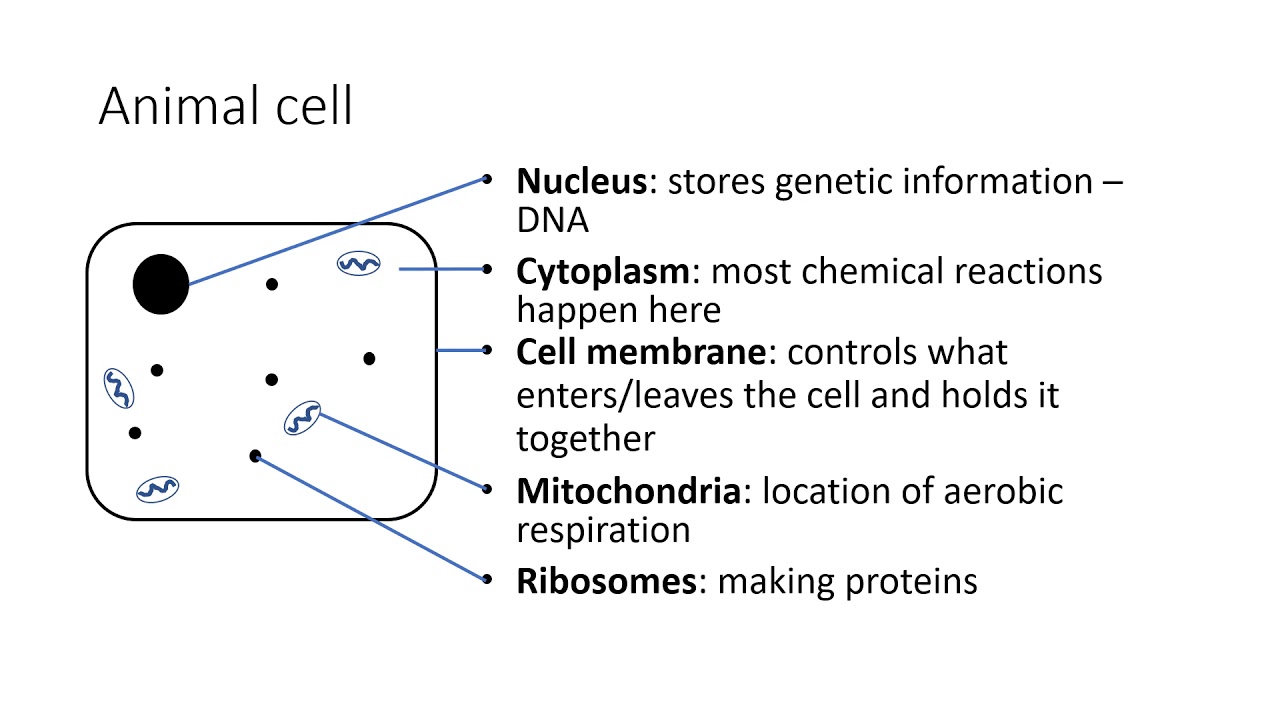 GCSE Biology Organsiation of organisms - YouTube