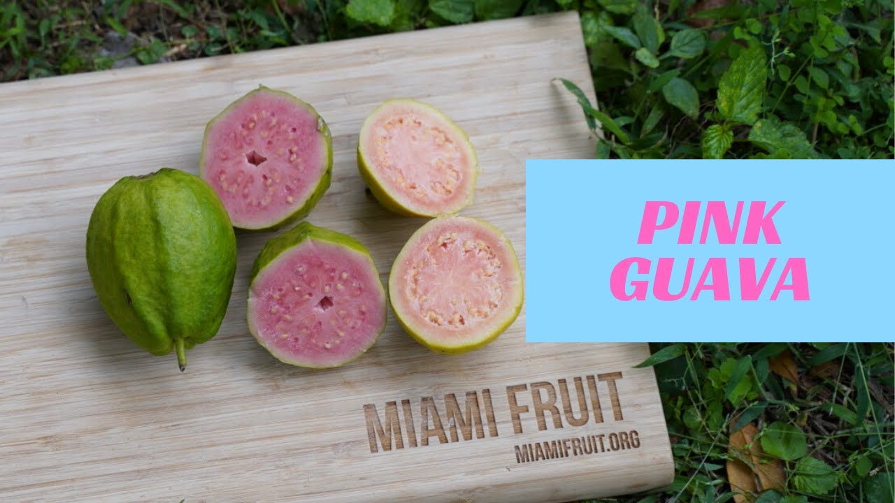 How To Tell When Pink Guava Is Ripe YouTube how-to-tell-when-pink-guava-is-ripe-youtube