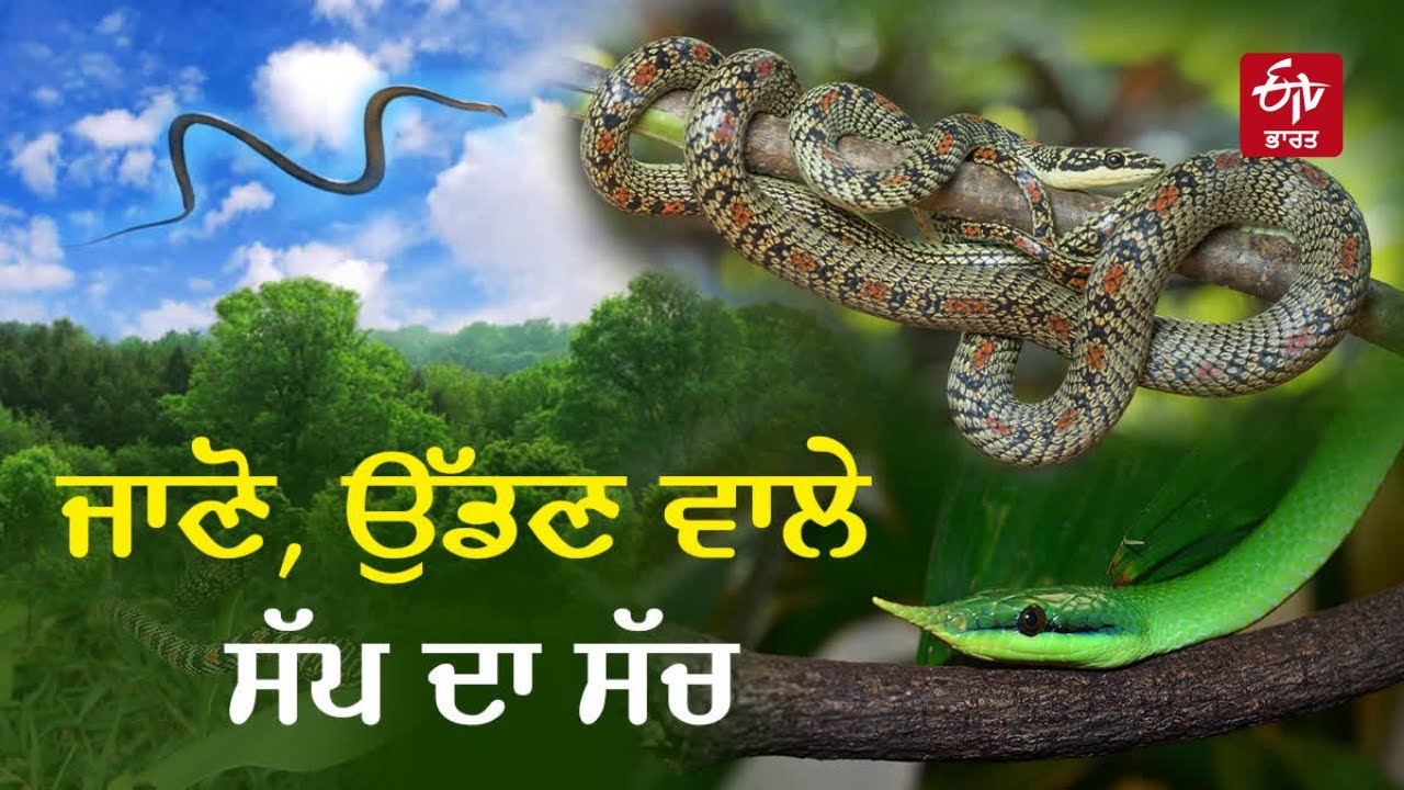 Truth Of Takshak Snake: ਸੱਪ ਦੇ ਖੰਭ ਨਹੀਂ ਹੁੰਦੇ, ਫਿਰ 'ਤਕਸ਼ਕ ਨਾਗ' ਹਵਾ 'ਚ ...