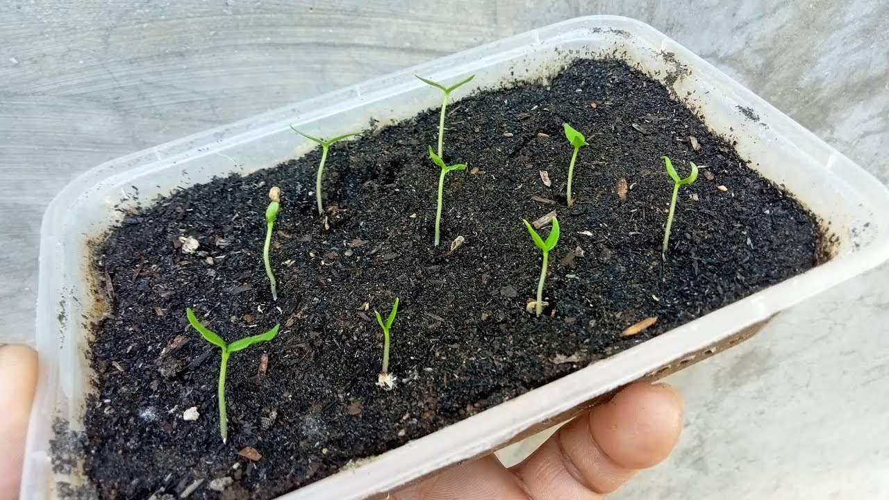 Budget Meal Seed Germination Medium | Chili Pepper Seeds - YouTube