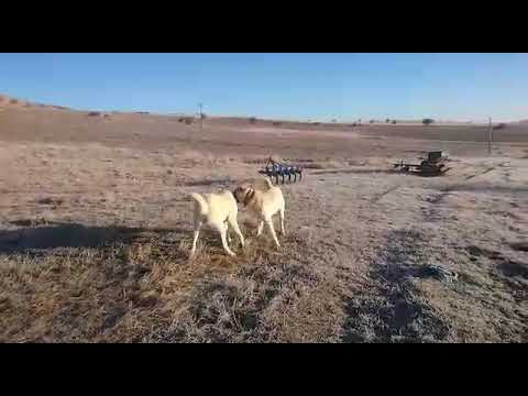 DEV KANGAL KÖPEK DÖVÜŞÜ