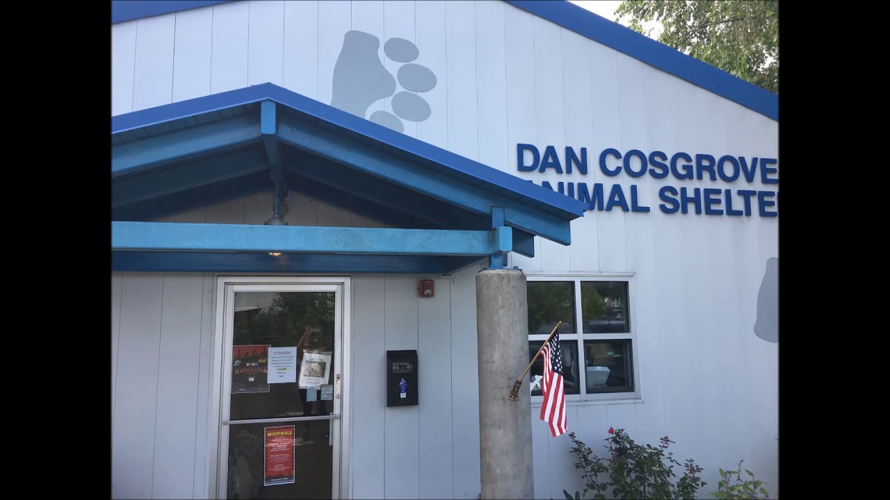 Dan Cosgrove Animal Shelter Director Laura Burban - YouTube