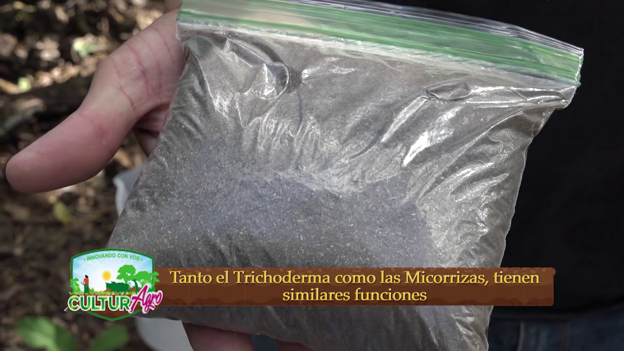 Uso y control de trichoderma en el café - YouTube