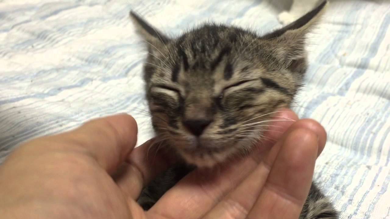 Kitten Smiling for one minute - YouTube