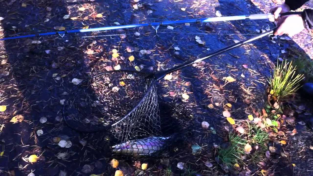 RIBALKA SWEDEN - YouTube