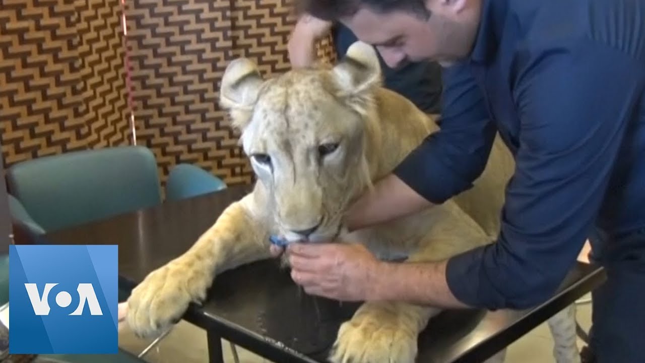 Friendly Lion Is a Celebrity in Iraq - YouTube