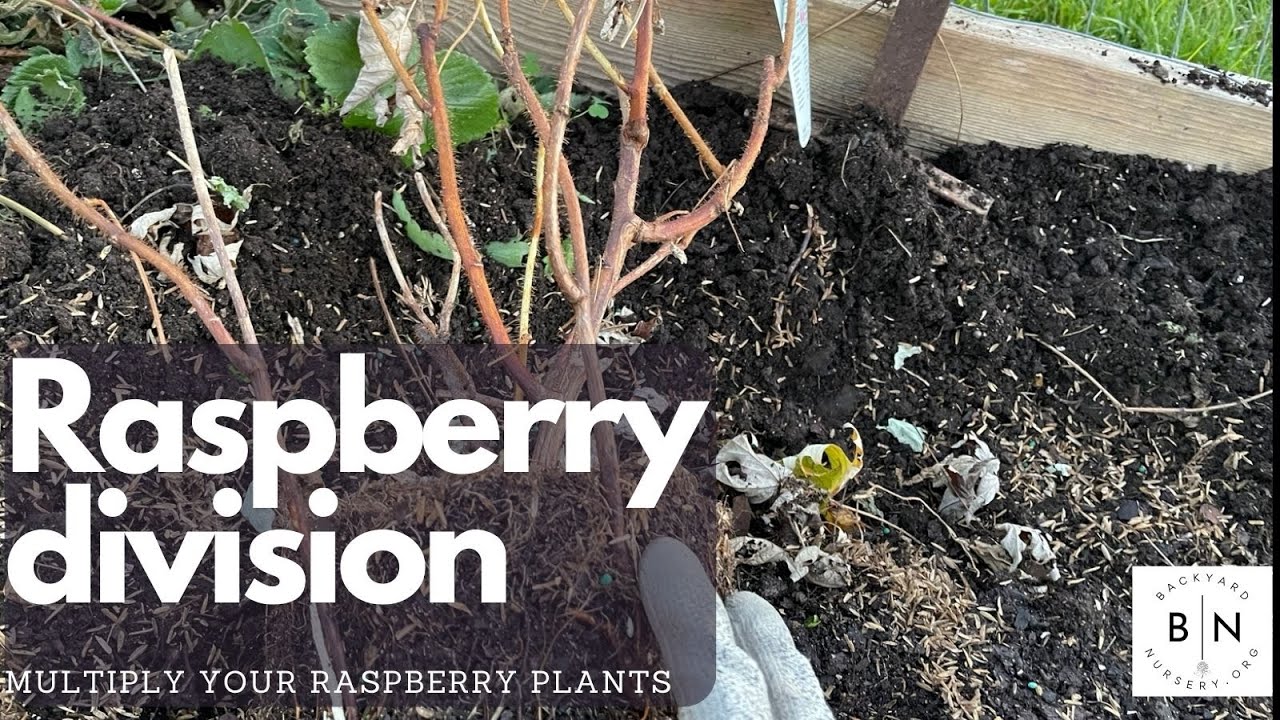 How to propagate raspberry plants by division. - YouTube