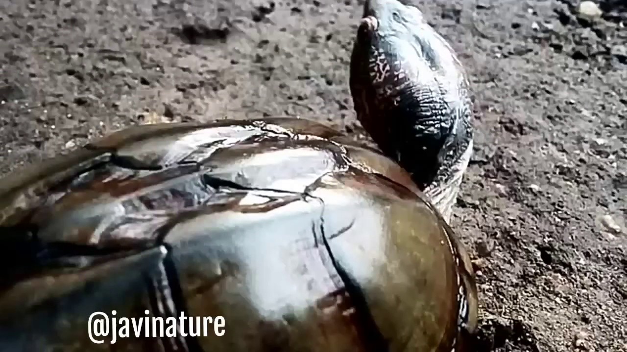 Kinosternon scorpioides | SCORPION MUD TURTLE Habitat | JAVINATURE ...