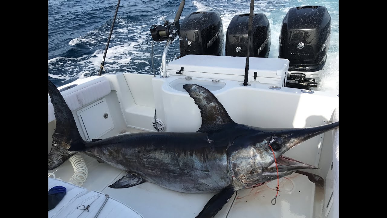 Pelagic girls go Swordfishing - YouTube