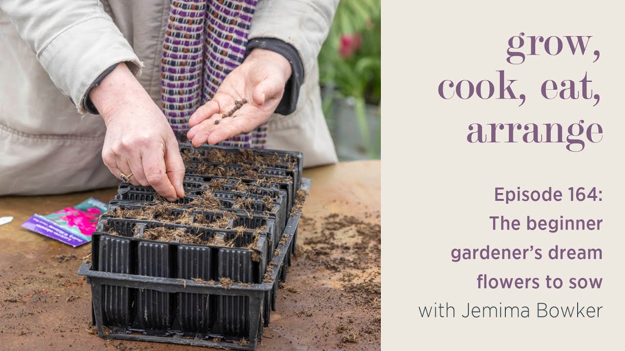 The Beginner Gardener’s Dream Flowers to Sow with Jemima Bowker ...
