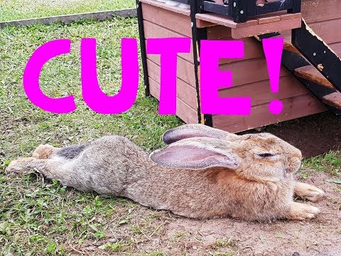 CUTE! Funny Bunny - Farm Animals - YouTube