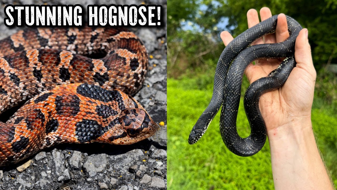 Stunning Hognose Snake and Wild Double Flip! Insane Summer Snake ...