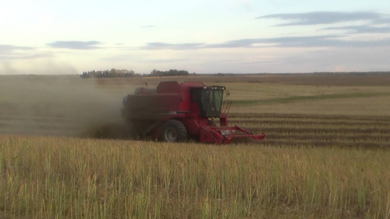 Combining canola! - YouTube