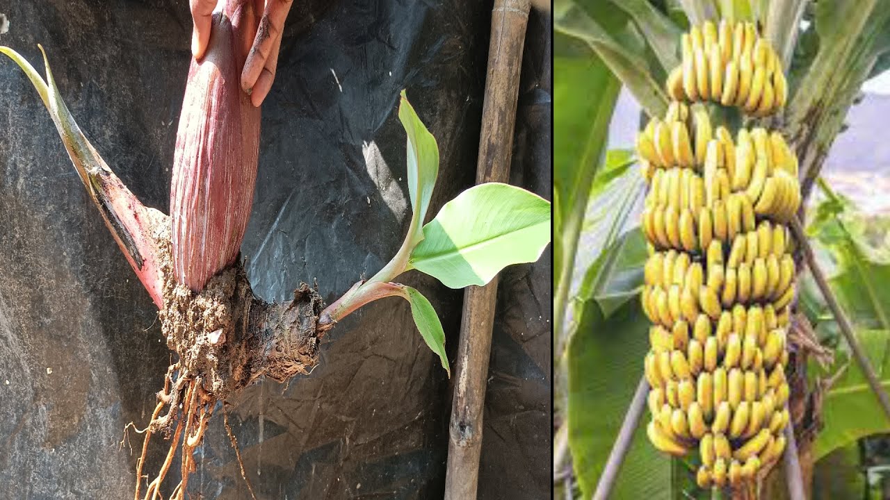 Great technique for grafting banana tree growing fast with aloe vera ...