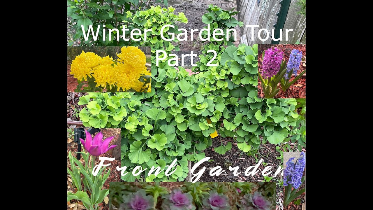 Tour of my winter garden - Front beds only! - YouTube
