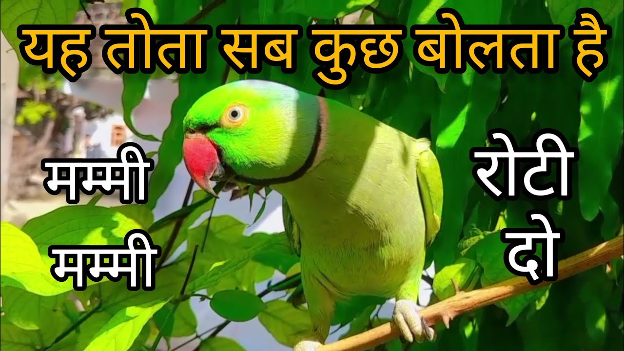 Parrot Talk Everything || Parrot Talking Mittu Mittu || #mithumithu # ...
