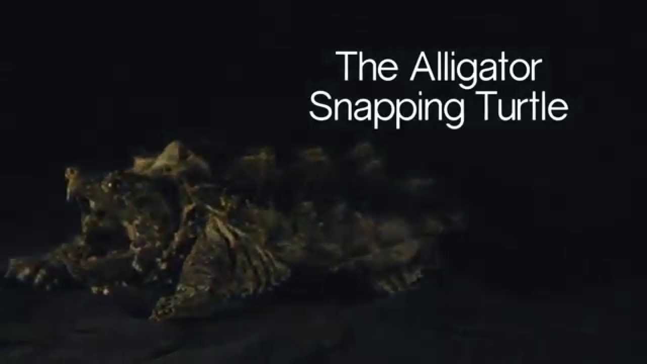 Operation Endangered Species PSA#3 - YouTube