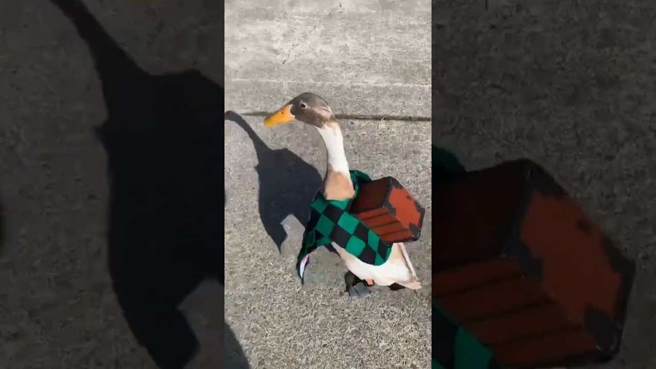 Tanjiro - Demon slayer - Cosplay by Tito the duck - YouTube