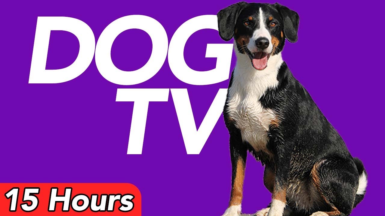DOG TV - 15 Hours Virtual Adventure Video for Dogs - Petflix Video 📺 ...