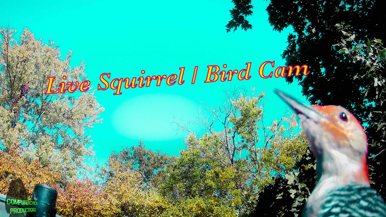 Useless LIVE Stream 3: Squirrel Takeover Madness! - YouTube