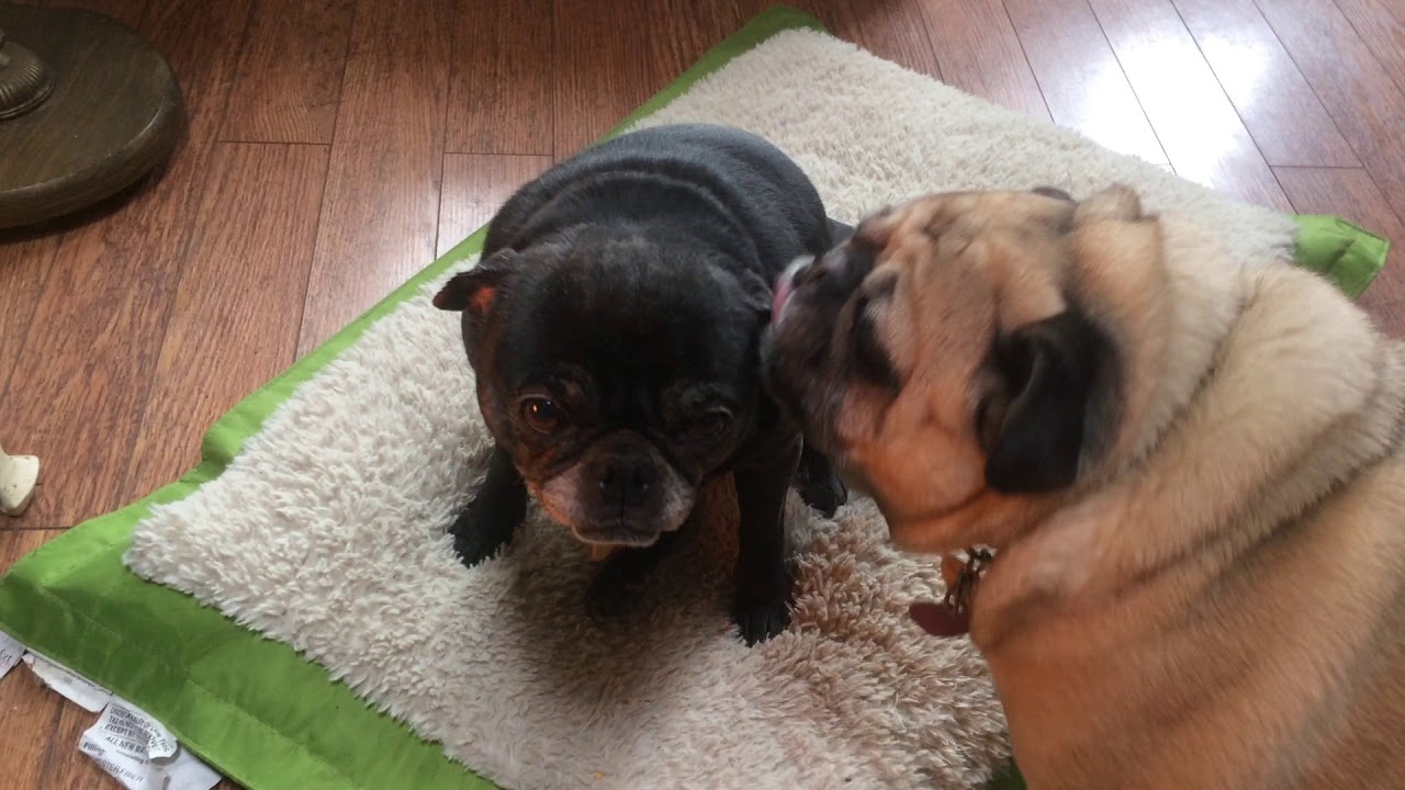Pugs licking... in one ear and out the next - YouTube