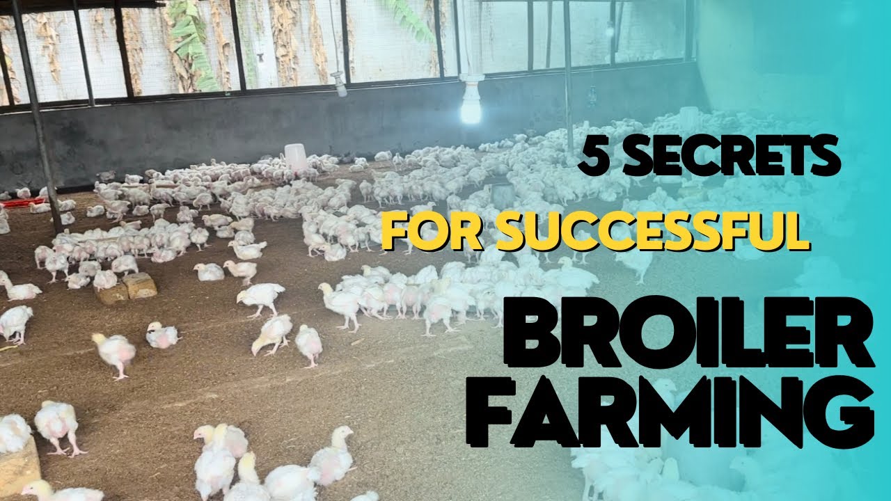 😮 FIVE MUST DO STEPS for successful broilers farming 💃💃#broilerchicken #broilersuccessstories ...