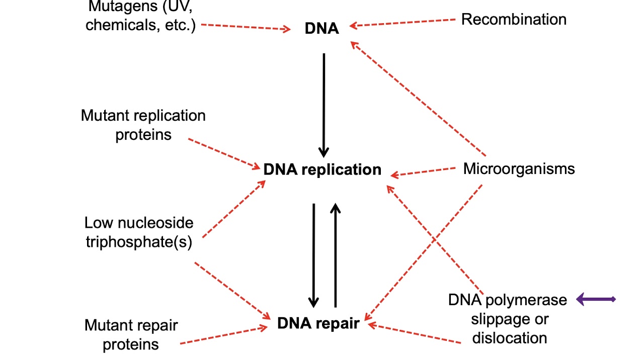 DNA Mutation and Repair - YouTube