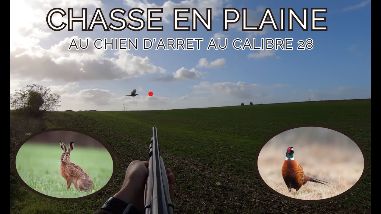 CHASSE aux petits gibiers au calibre 28 (perdrix, faisans, lièvres ...