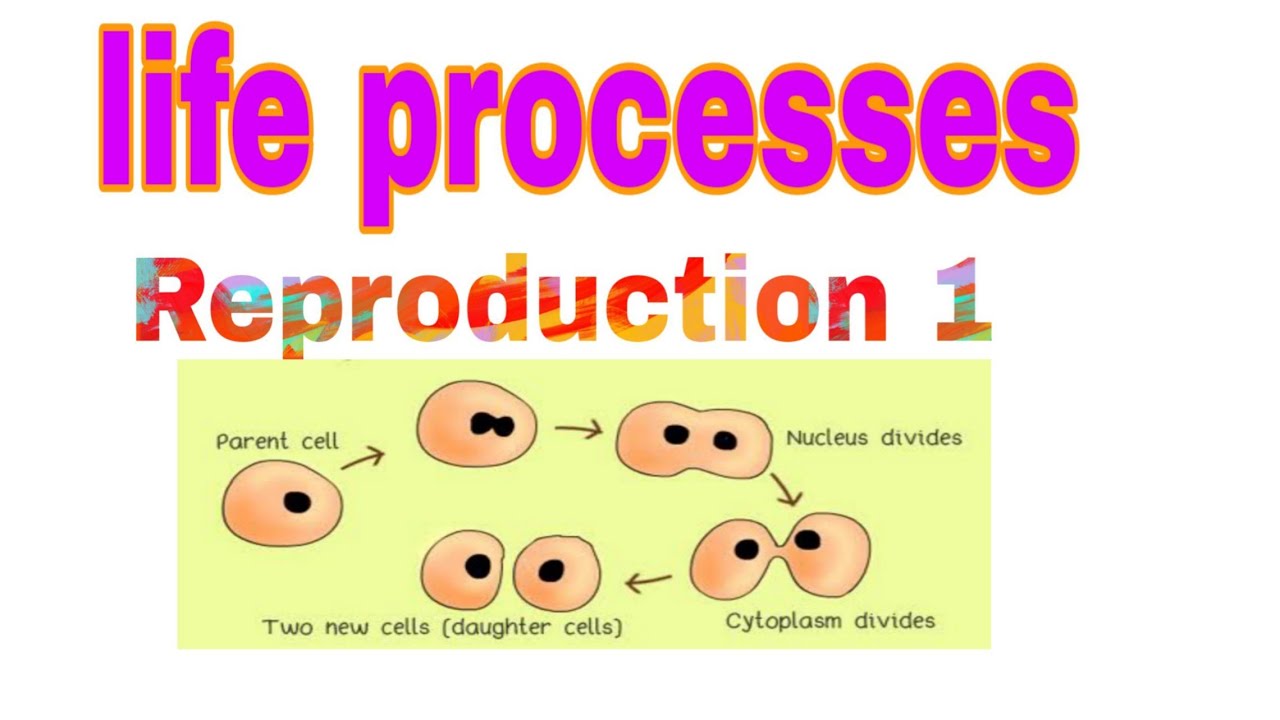 Life processes Part 2, std 10th... - YouTube