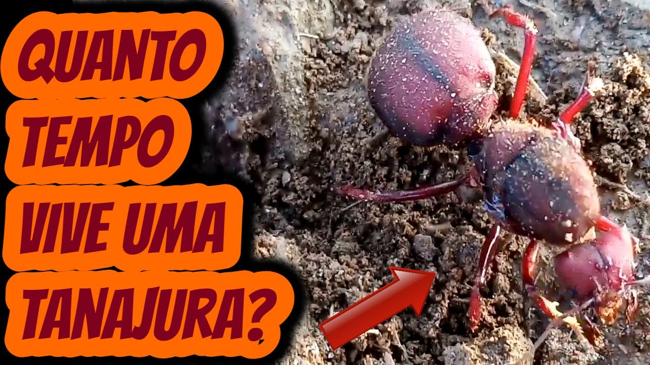 Quantos anos vive a formiga tanajura saúva içá? Quanto tempo de vida ...