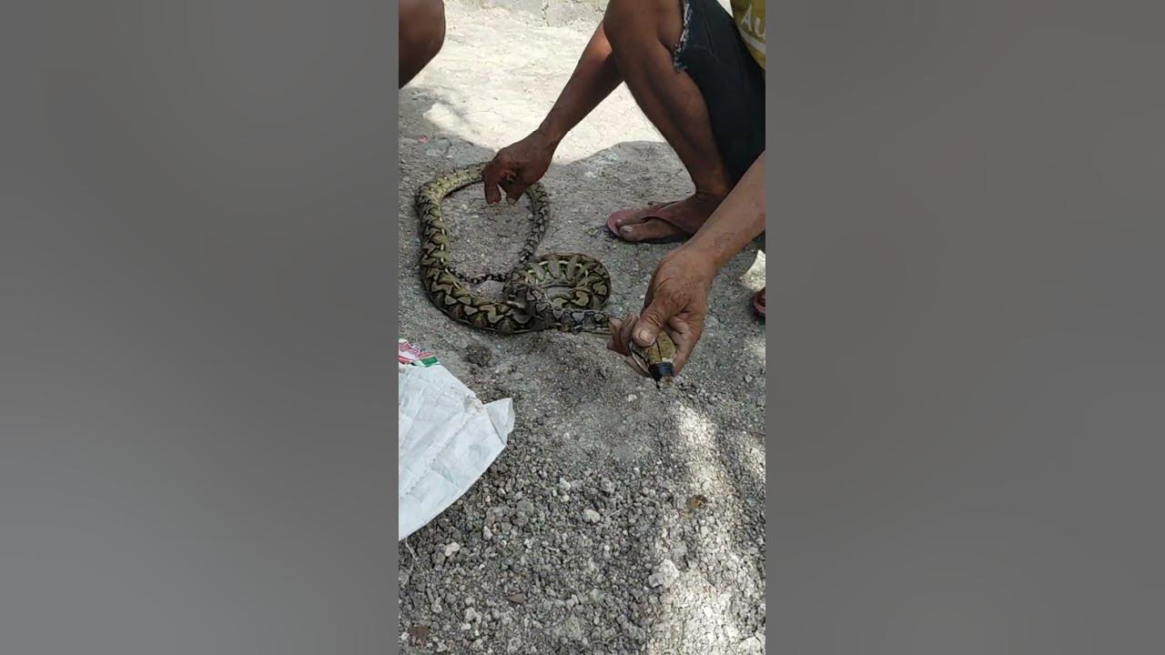 capture snake phyton on the net - YouTube