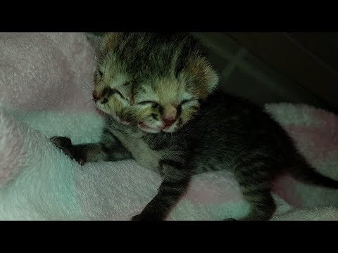 Dünya haberleri. Nadir iki yüzlü bir kedi doğdu. İNANILMAZ!