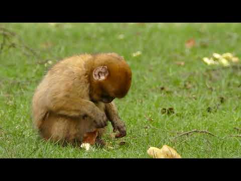 Pexels Videos mp4 #monkey  funny video @Tarun_11