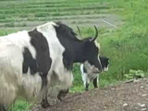 Vermont Yak: Welcome Our New "Royal" Yaks to the Farm! - YouTube