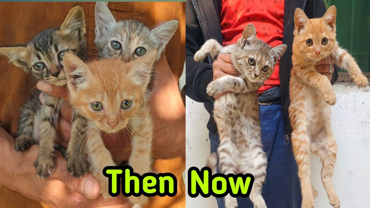 One out of three rescued kittens is no more |Rescue Poor Baby Cats ...