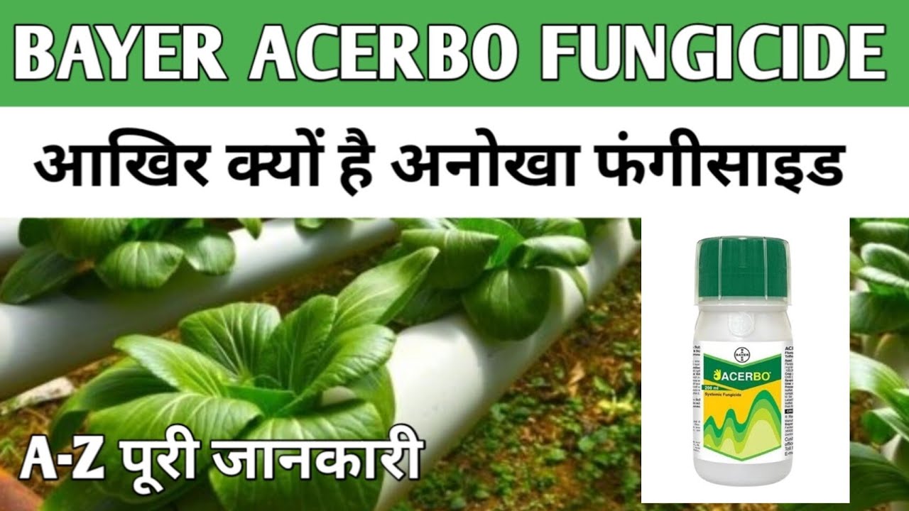 Acerbo Bayer | Acerbo Fungicide कौन सी किसानों के लिए बेस्ट है ? | best ...