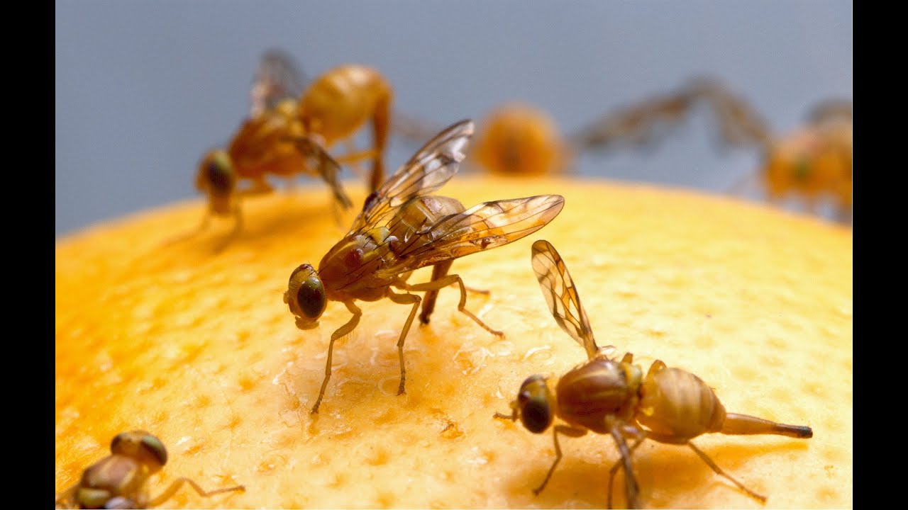 Random Facts #3 - Fruit Flies with Happyhour Genes - YouTube