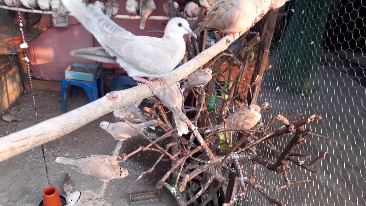 Amanecer de las Palomas de Collar - YouTube