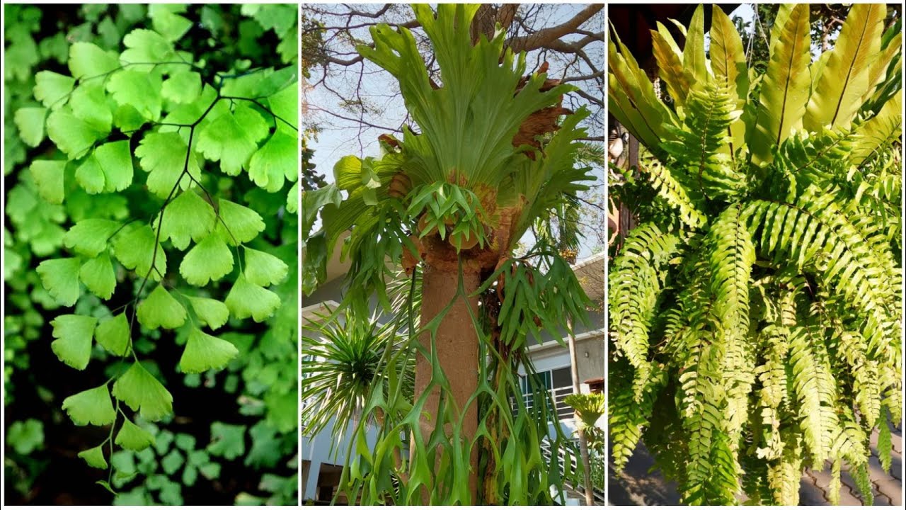 9 เฟิร์นยอดนิยมใช้จัดสวน Popular ferns for landscaping : Golf Garden ...