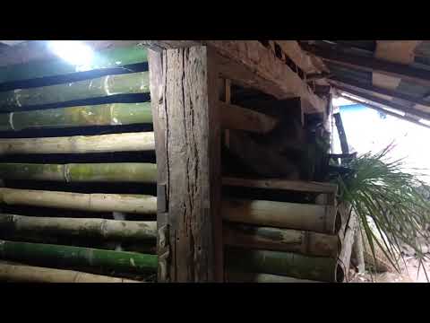 Goat farm in low budget/Darbung,Gorkha - YouTube