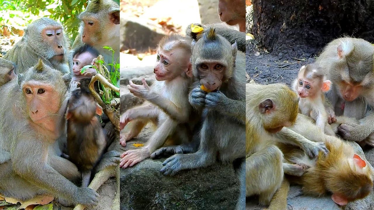 Lovely baby playing around Libby, Jinx mum want to pays attention for ...