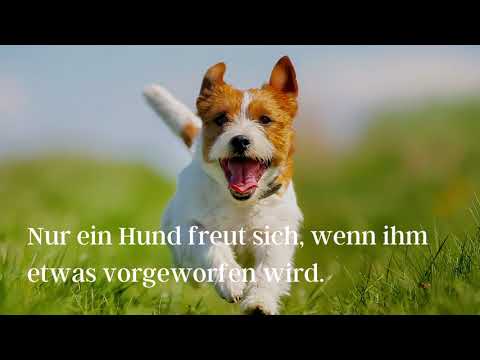 13 Lustige Status Sprüche für deinen WhatsApp Status