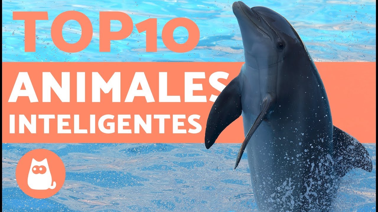 Top 10 animales - Los 10 animales más INTELIGENTES del mundo - YouTube