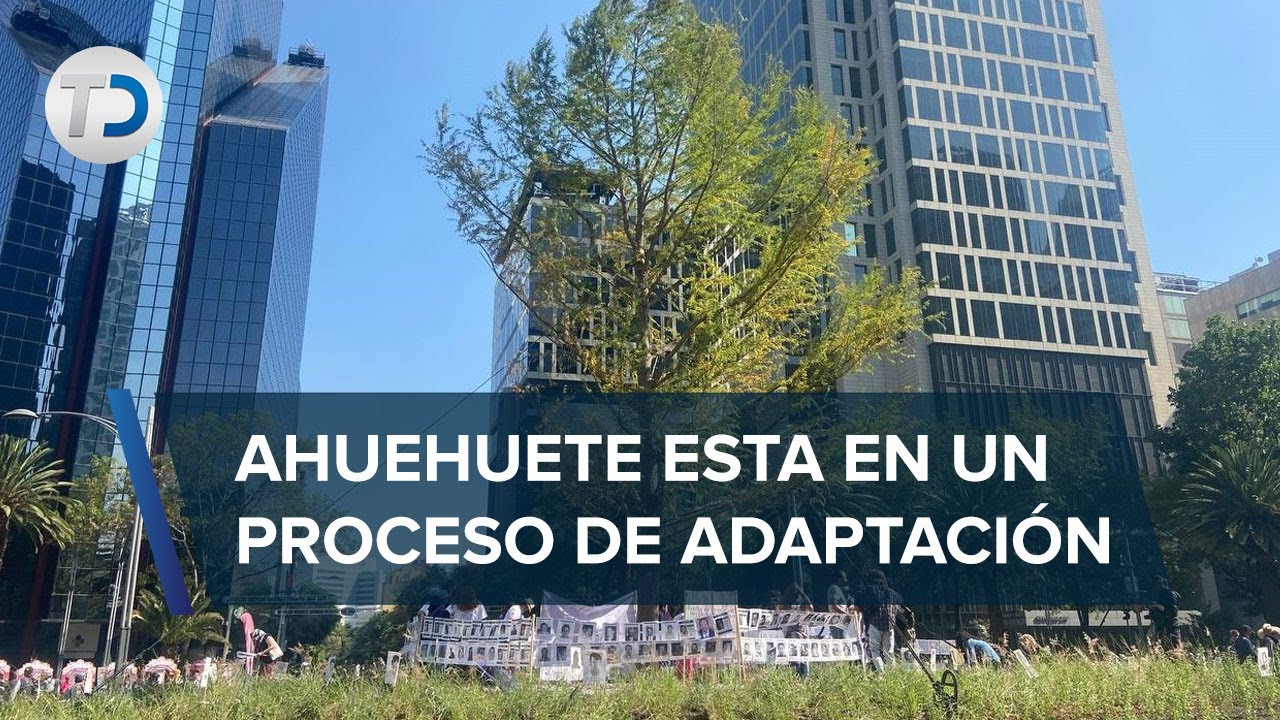 ¿Por qué el Ahuehuete de Reforma está amarillo? Te explicamos que le ...