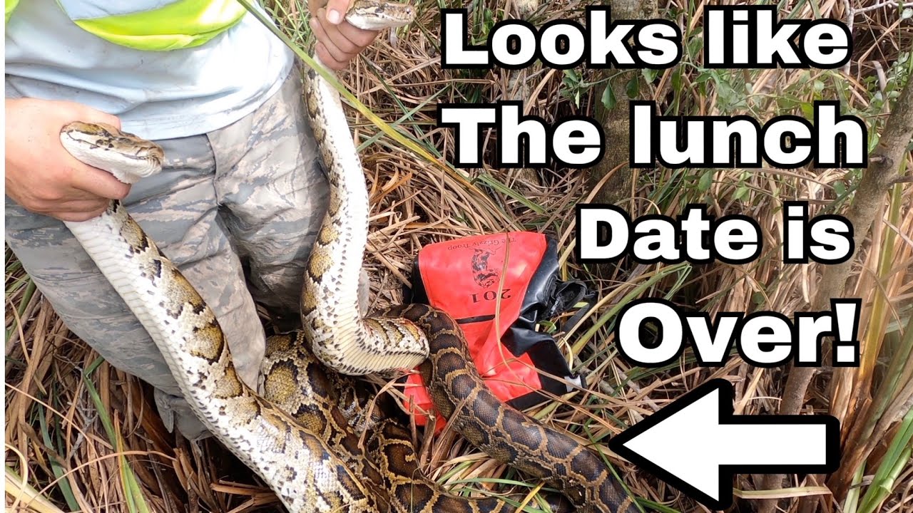 Breeding pythons..with a little danger! - YouTube