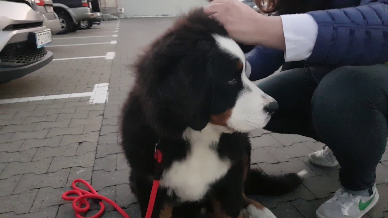 Charlie Berner Sennenhund nasz Bernenski pies pasterski grudzien 2018 5 ...
