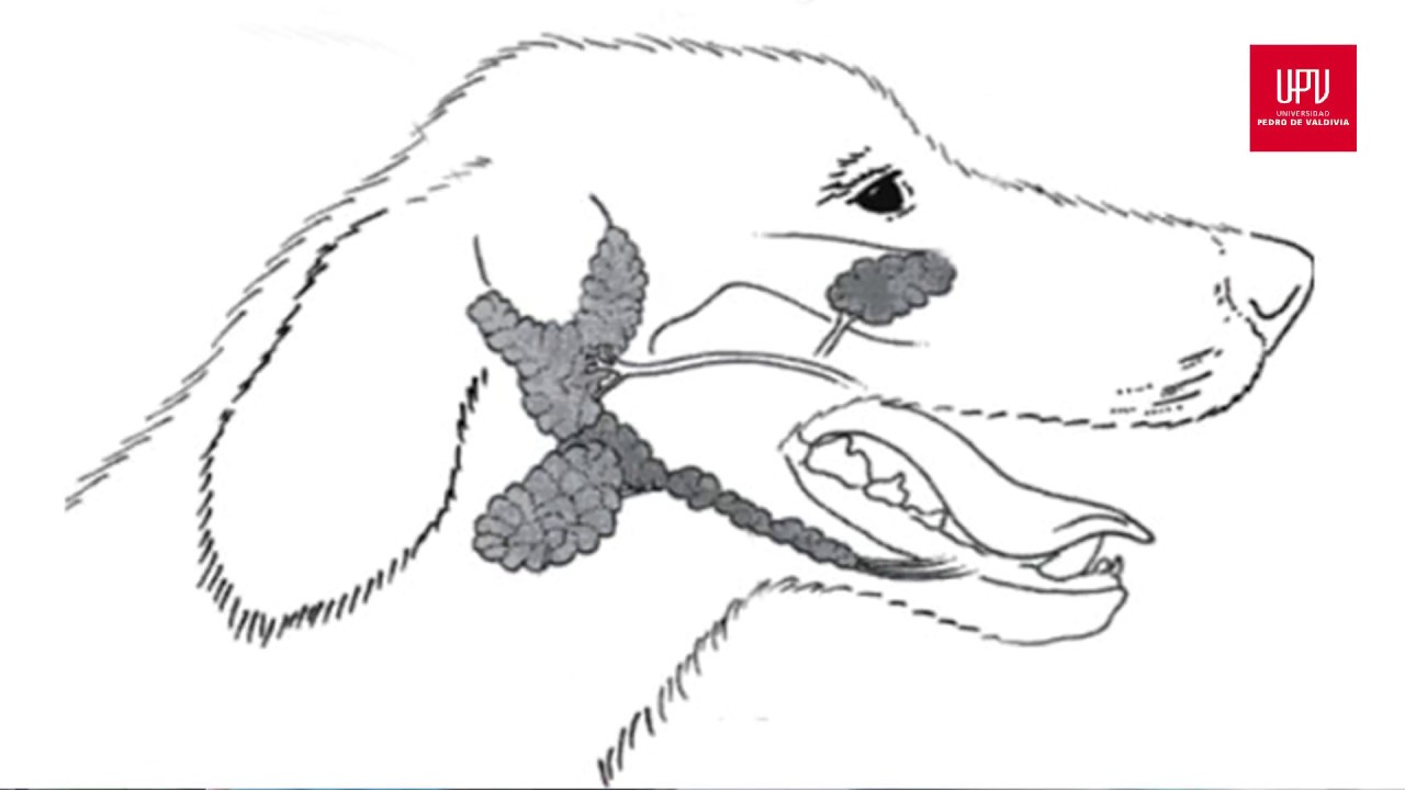 Sistema Digestivo Canino - YouTube