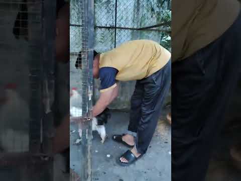 Liat penghuni baru Abg Farm chanel, Namanya Gemoy dan Momoy #brahmachicken