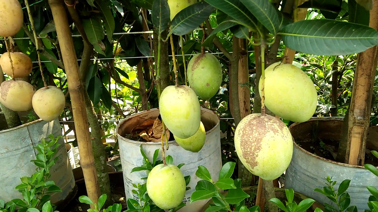 National Tree Fair 2019.(EPS-01) জাতীয় বৃক্ষ মেলা ২০১৯ইং(পর্ব-০১ ...