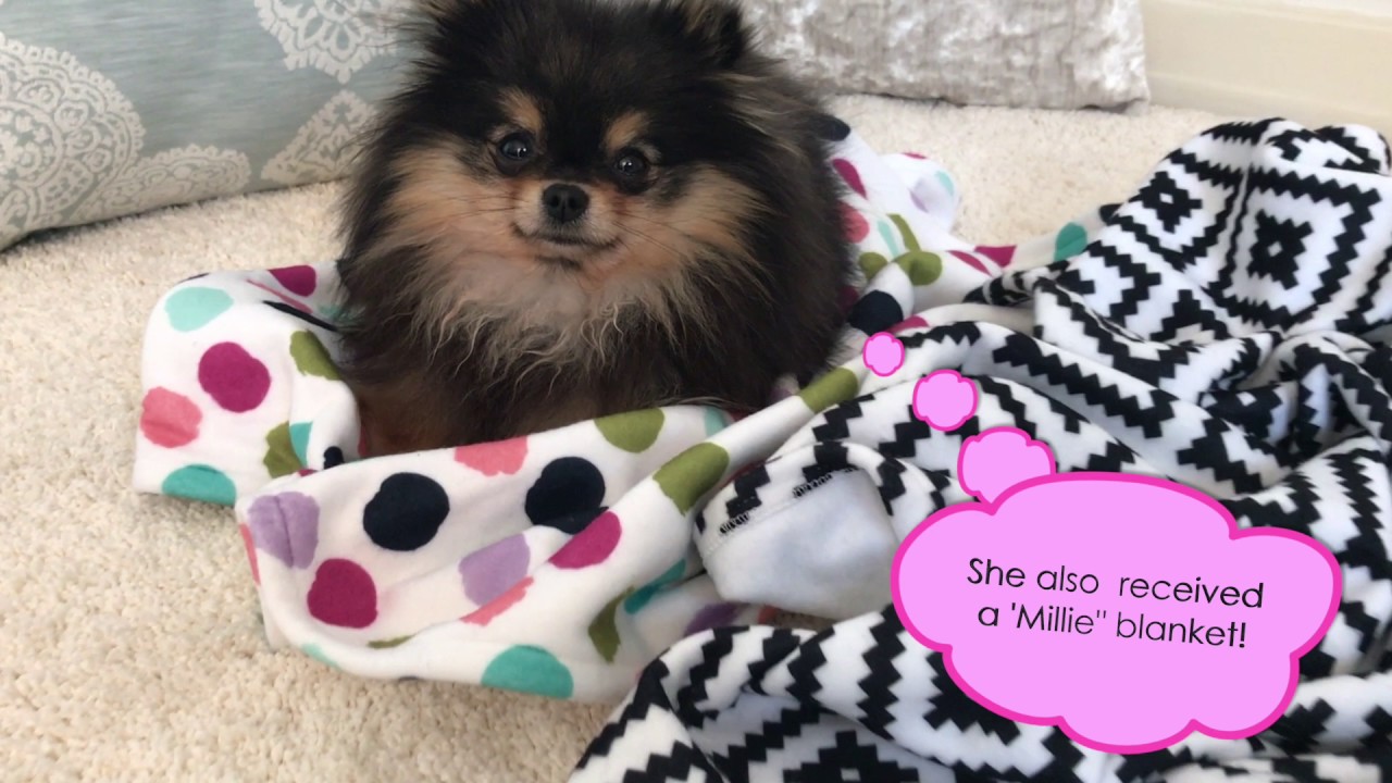 Millie Powers the new stylish London made pet fashion brand! - YouTube